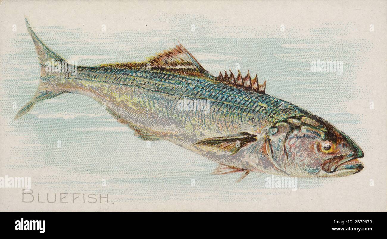 Bluefish, from the Fish from American Waters series (N8) for Allen ...