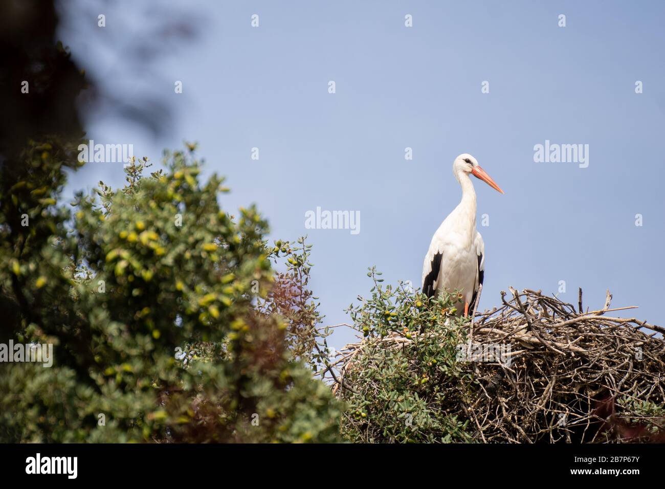 Portrait of a white stork on her nest in Madrid in spring Stock Photo ...