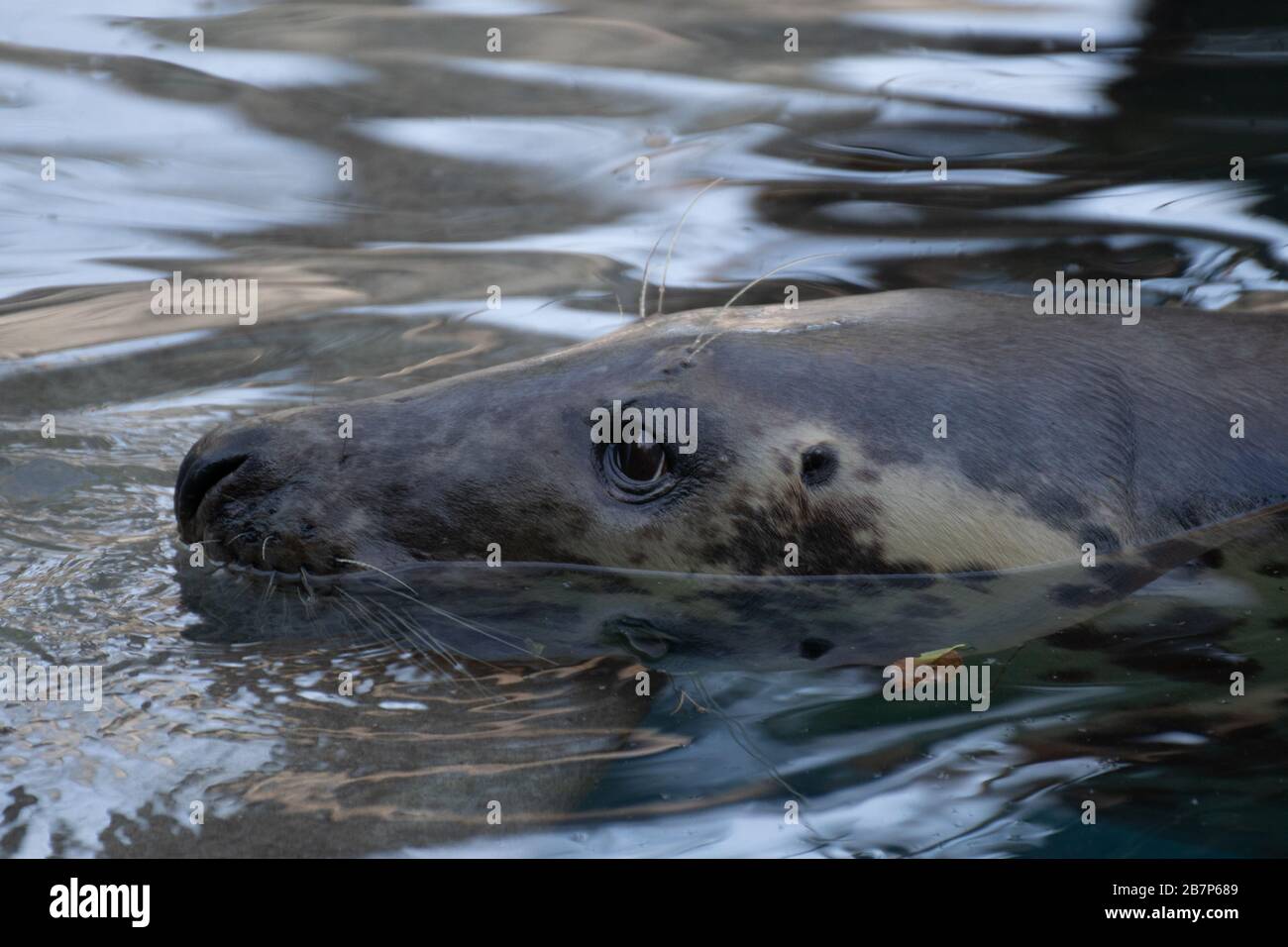 Skin of a seal hi-res stock photography and images - Alamy