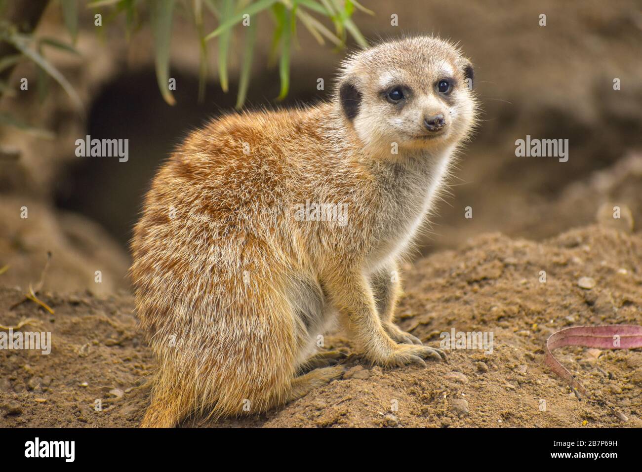 Picture meerkat hi-res stock photography and images - Alamy