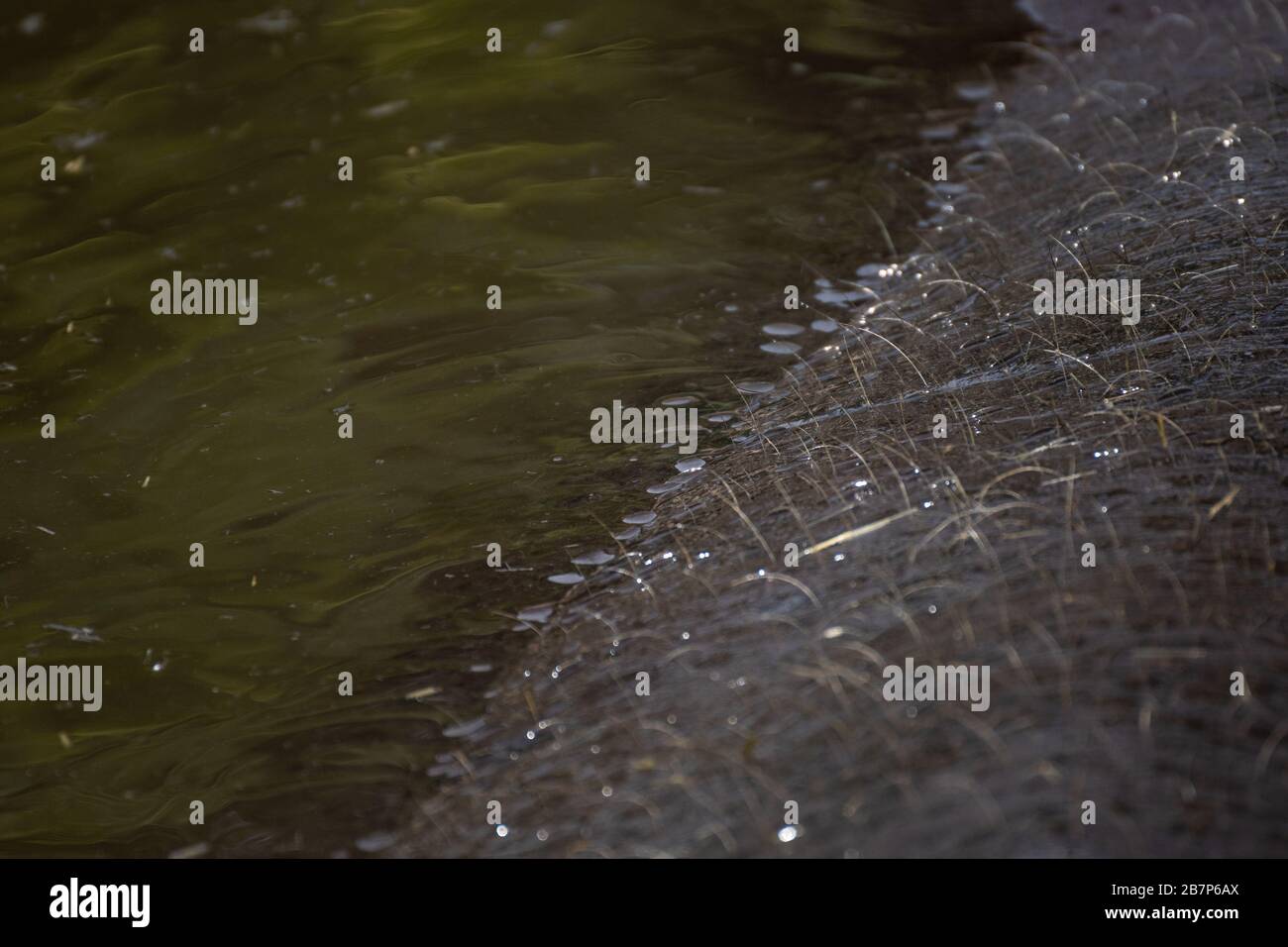 Hippopotamus underwater hi-res stock photography and images - Alamy
