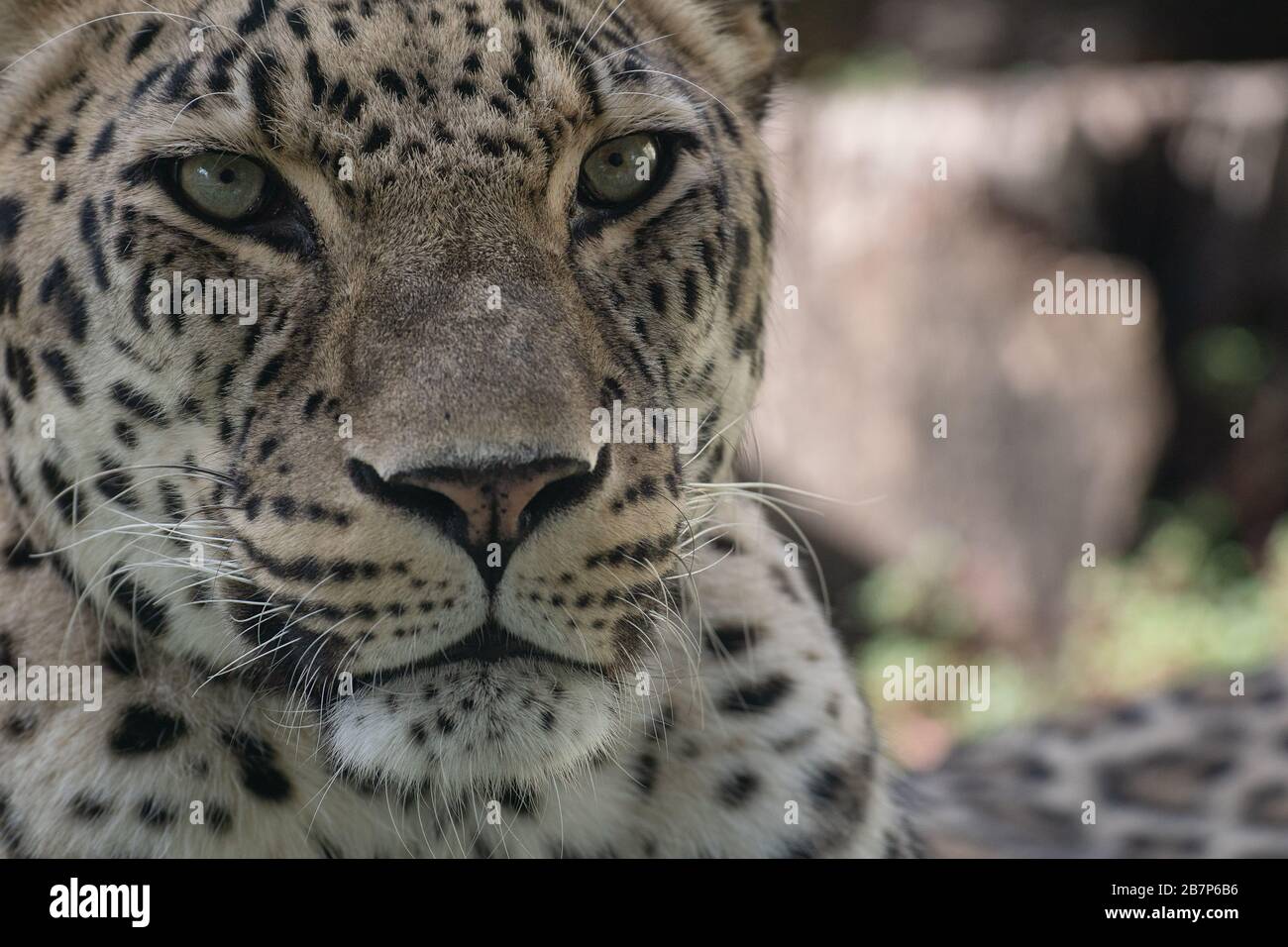 Female leopard face to face hi-res stock photography and images - Alamy