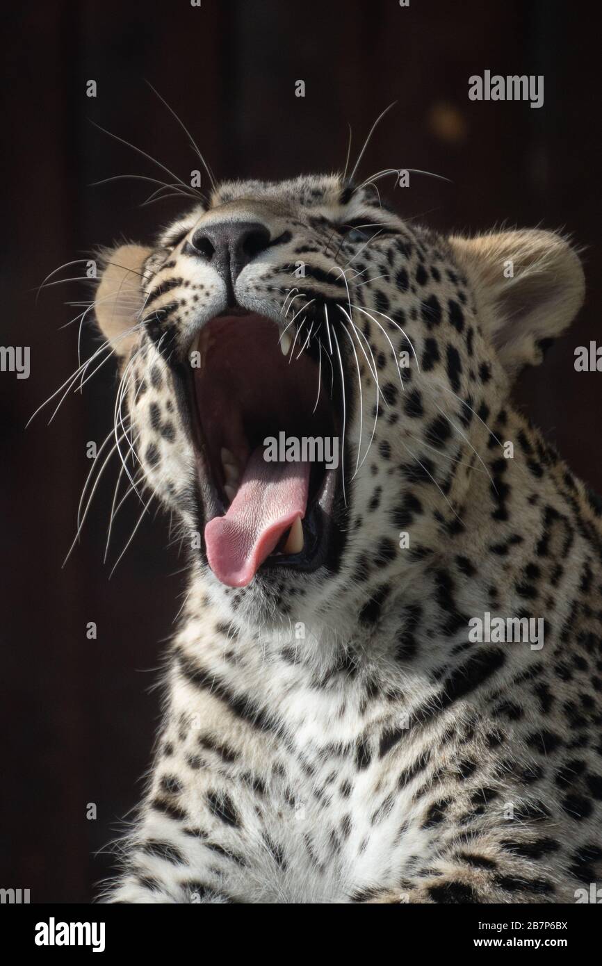 Leopard yawning hi-res stock photography and images - Alamy