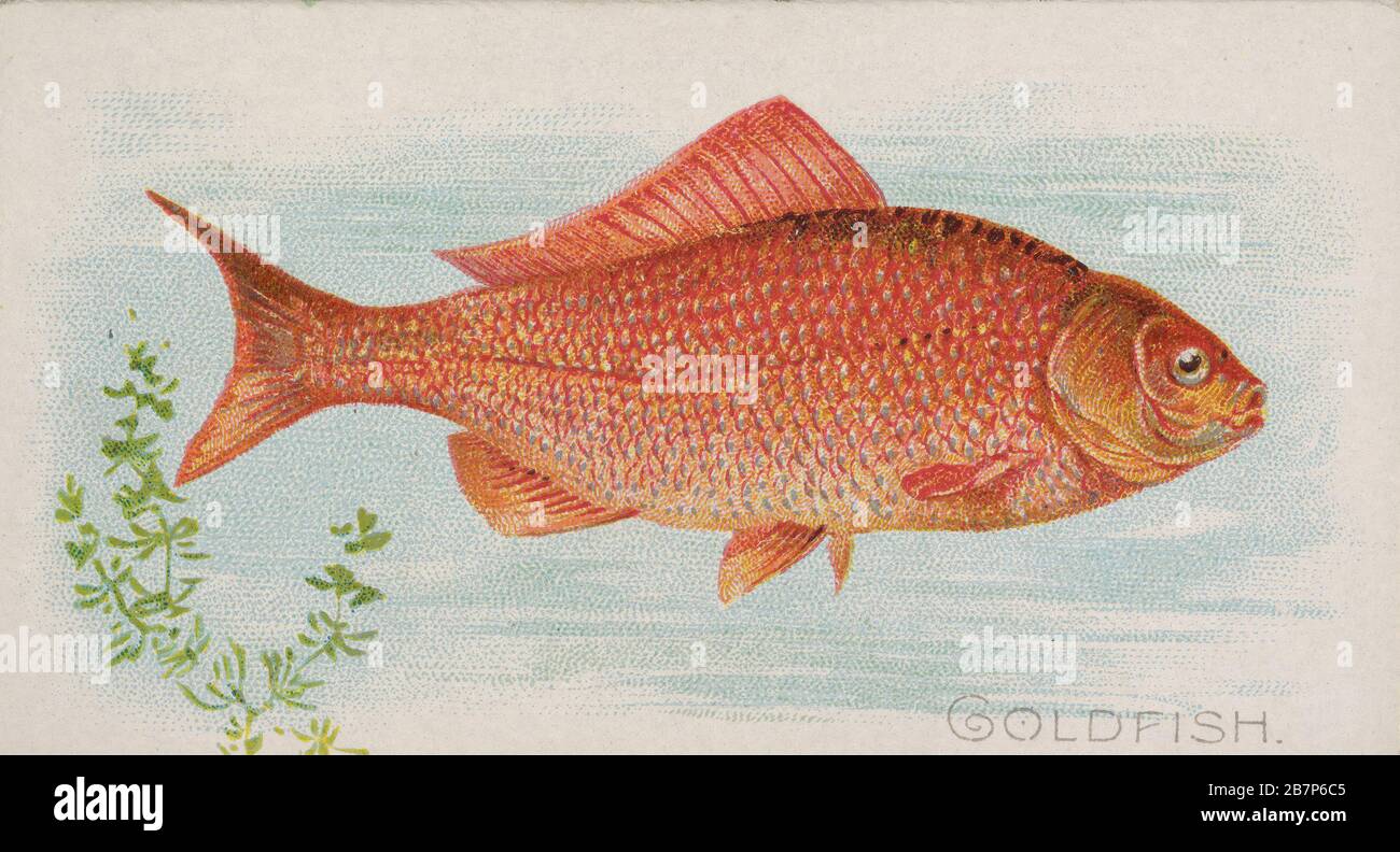 Freshwater fishes series hi-res stock photography and images - Alamy