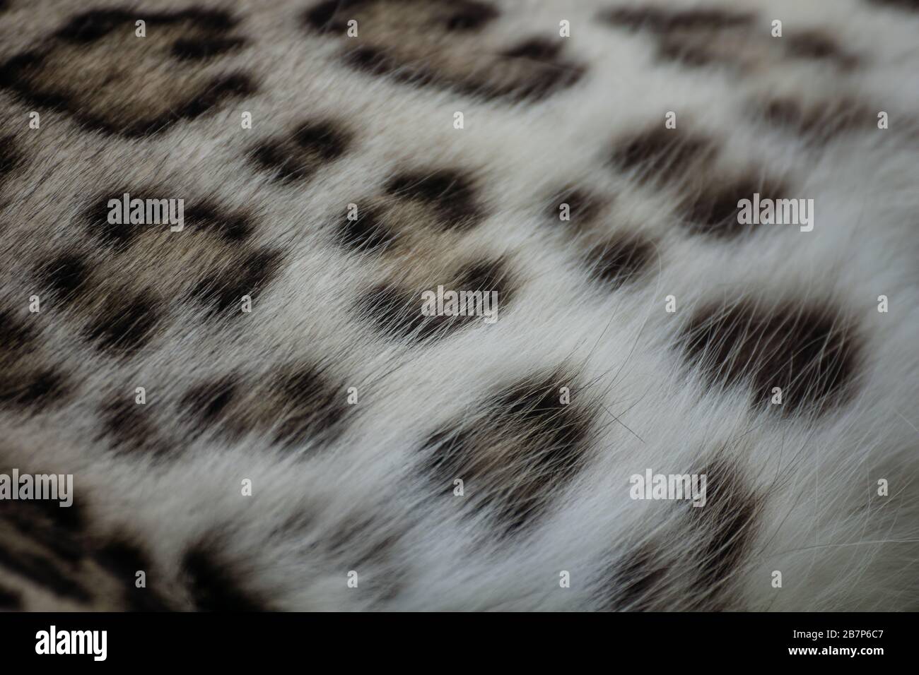 Detail of the skin, hair and spots of a young Asian leopard Stock Photo ...