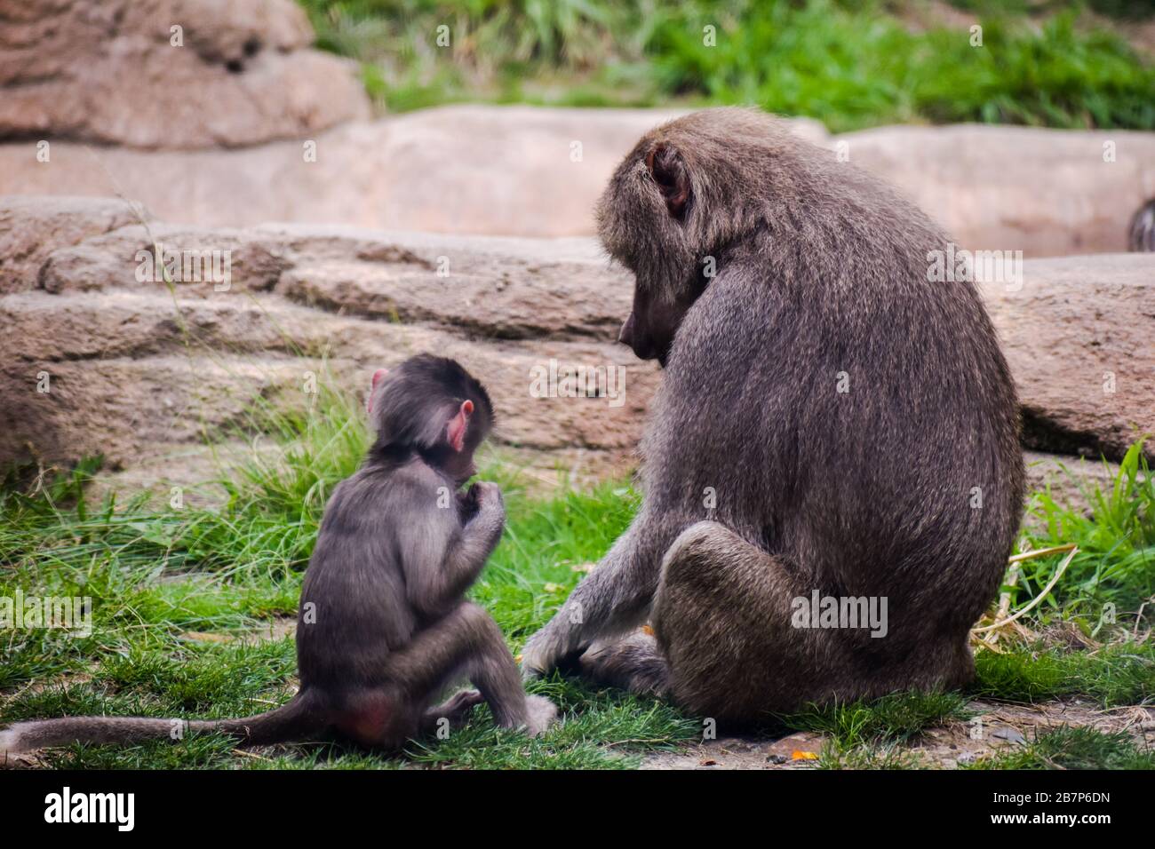 Baby Monkey and Mother Stock Photo - Alamy