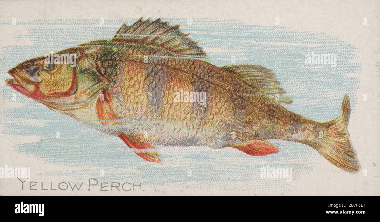 Freshwater fishes series hi-res stock photography and images - Alamy