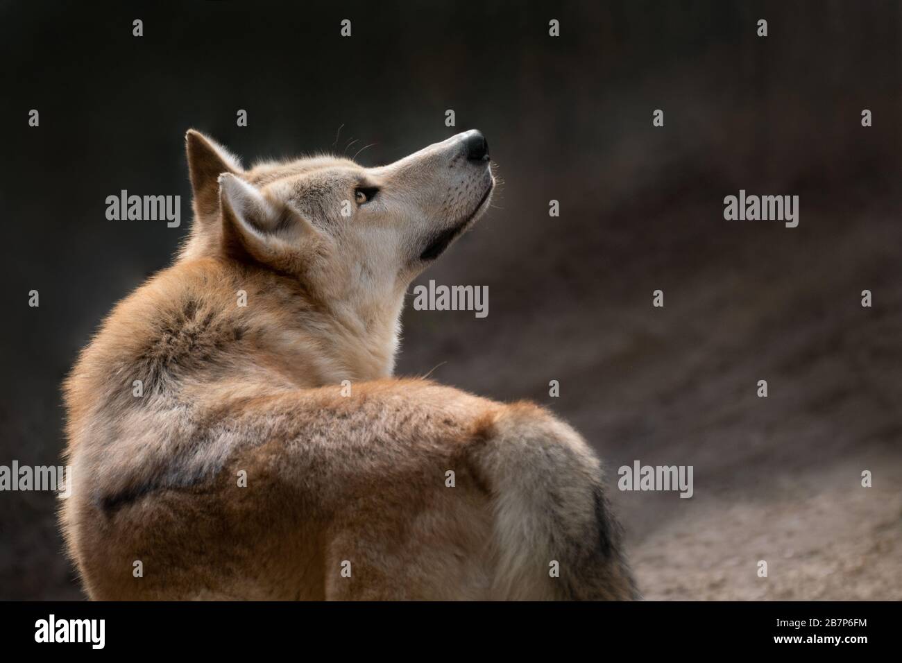 American wolf dog hi-res stock photography and images - Alamy