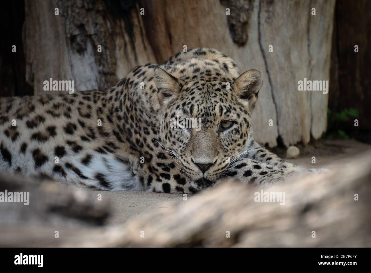 Danger eyes hi-res stock photography and images - Alamy