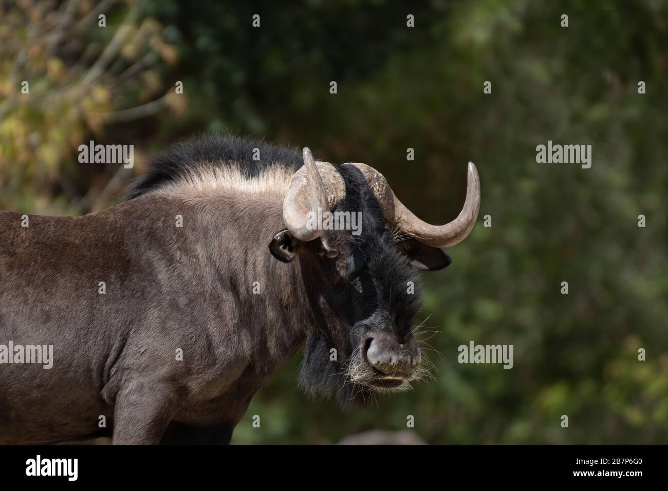 Wildebeest face hi-res stock photography and images - Alamy