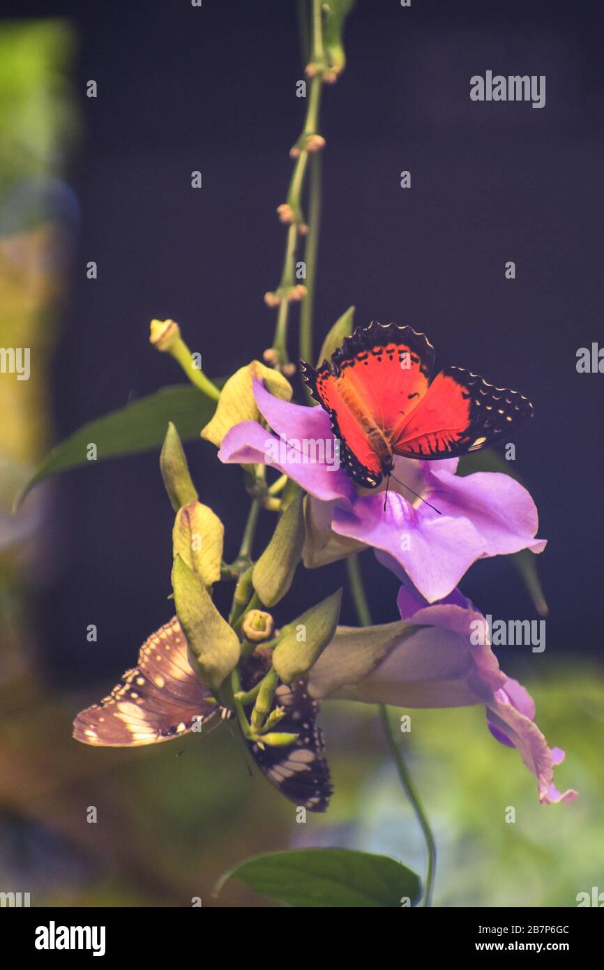 High def butterflies hi-res stock photography and images - Alamy