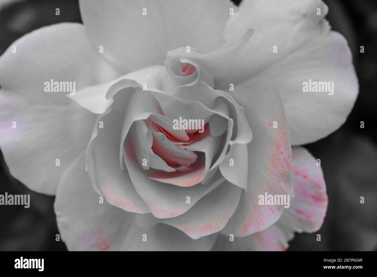 Big white rose hi-res stock photography and images - Alamy