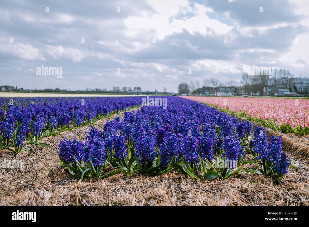 Floral spring background. Purple hyacinths, traditional easter flowers ...
