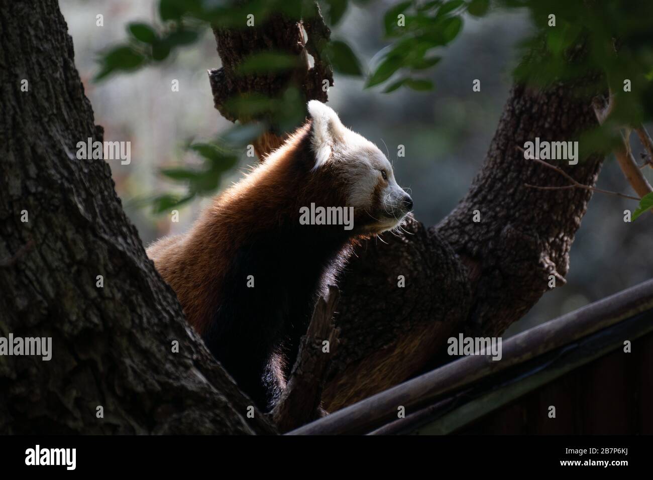 Portrait of a cute red panda smelling the air in a tree with green ...