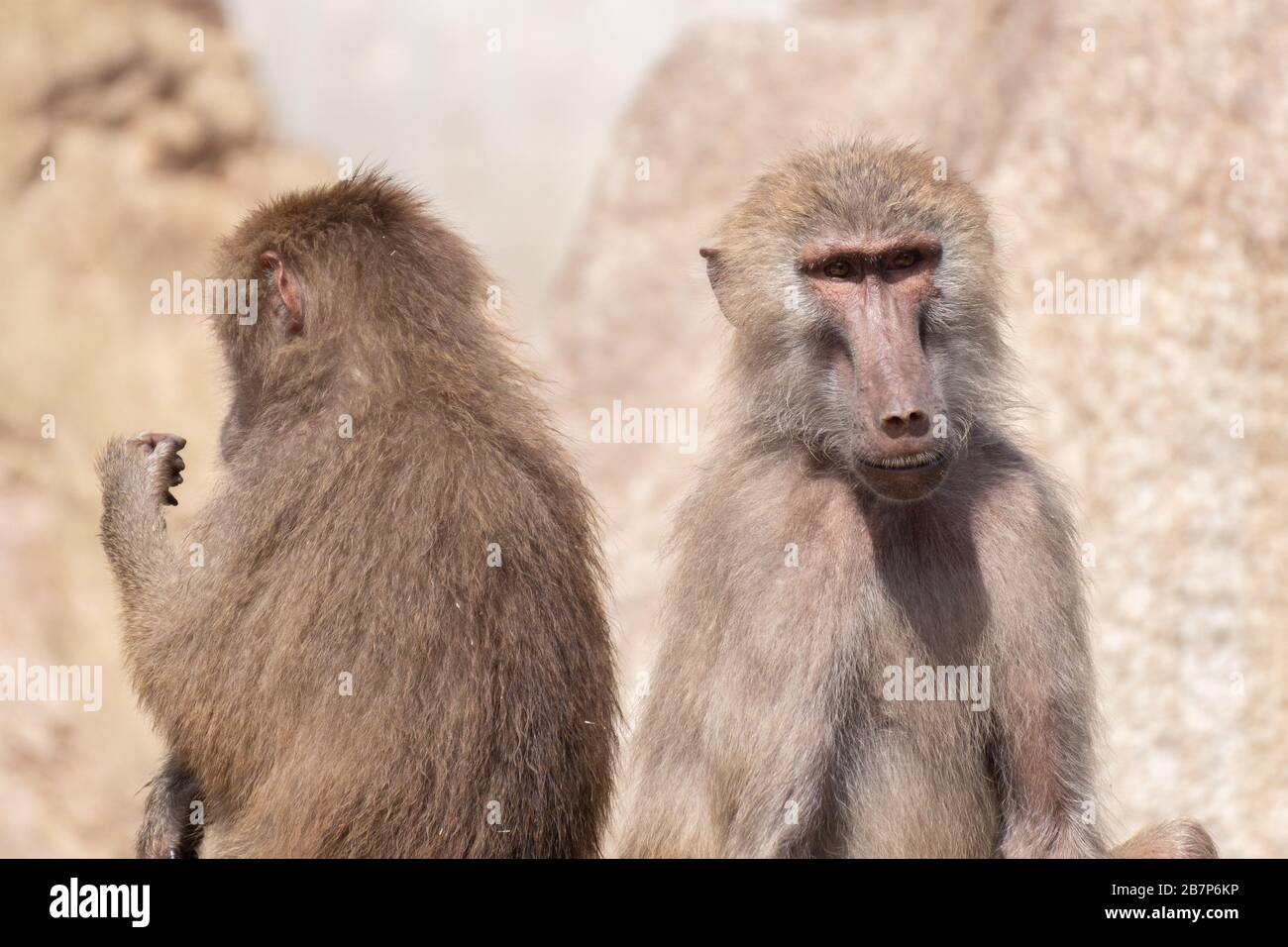 Portrait of two baboons back to back sitting on a rock sunbathing Stock ...