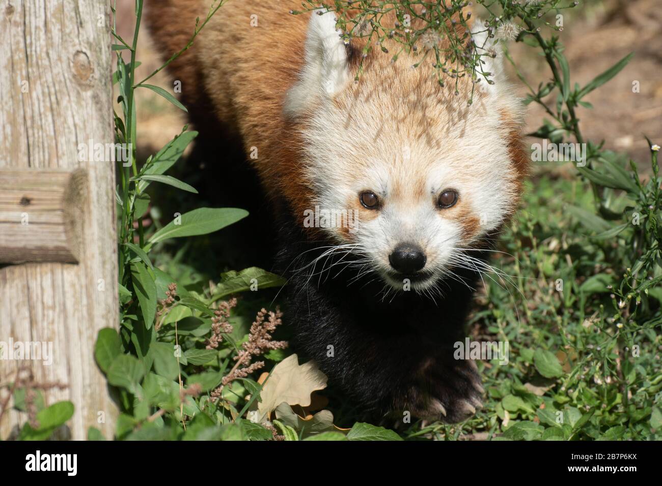 Panda walking hi-res stock photography and images - Alamy