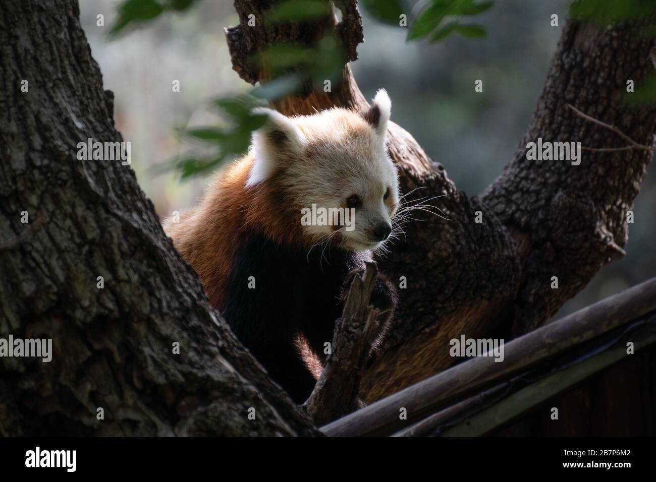 Portrait of a cute active red panda on a backlit tree Stock Photo - Alamy