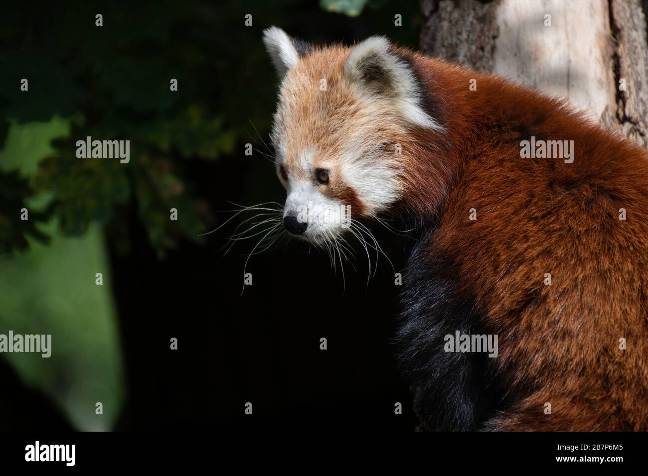 Portrait of a cute red panda smelling the air in a tree with green ...