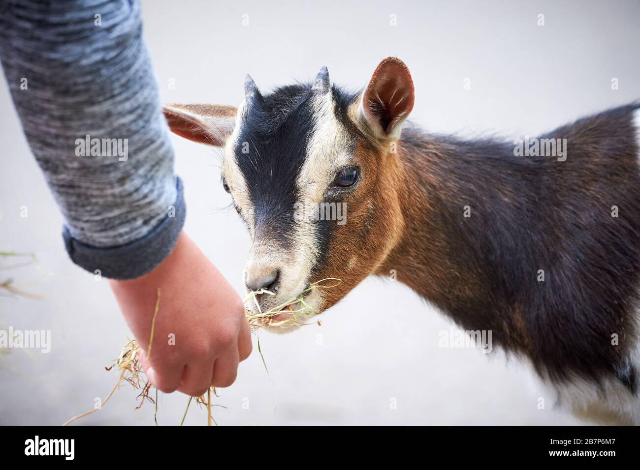 Pygmy village hi-res stock photography and images - Alamy