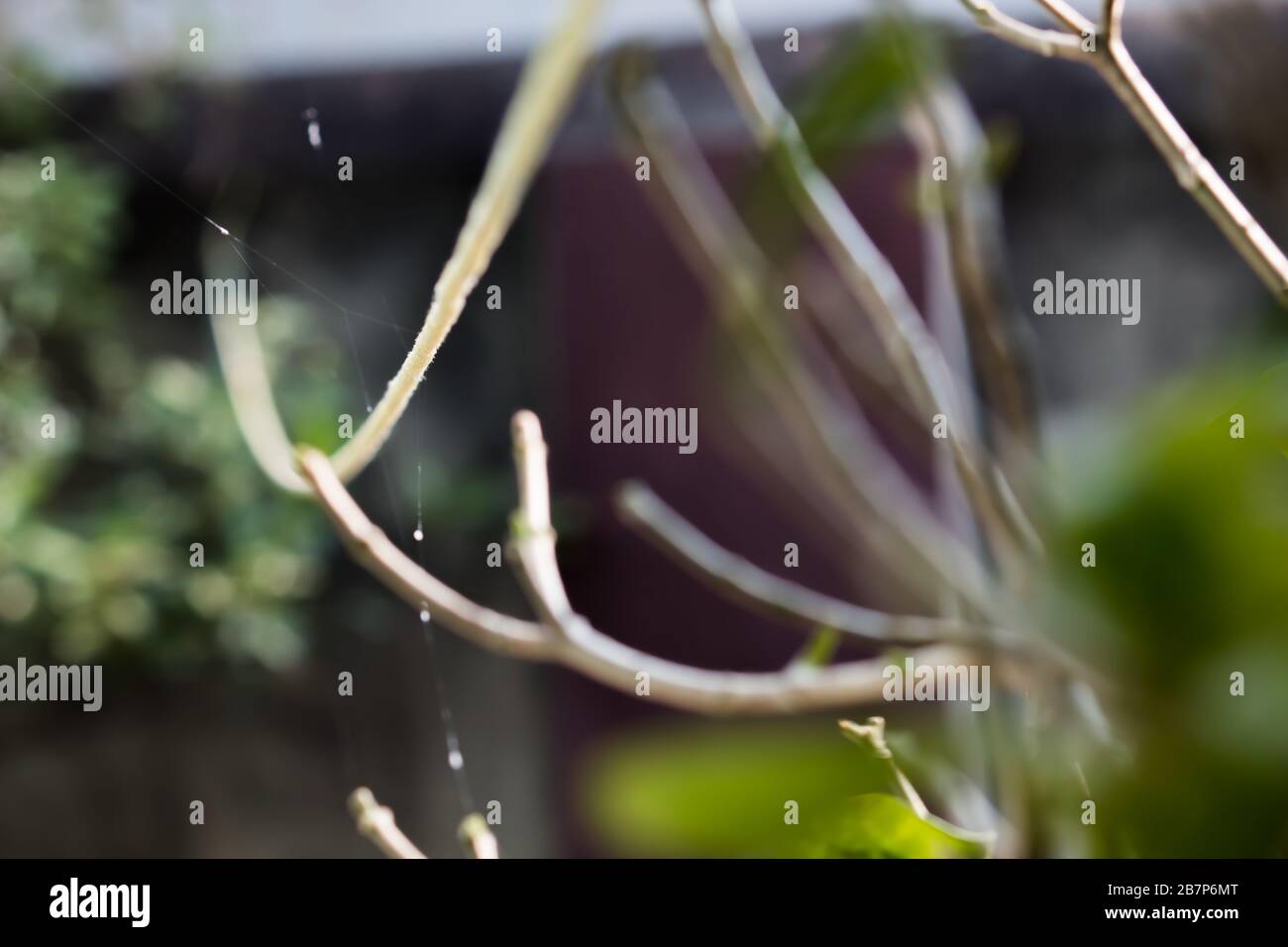 Plant stem close up seen with soft artistic blur Stock Photo - Alamy