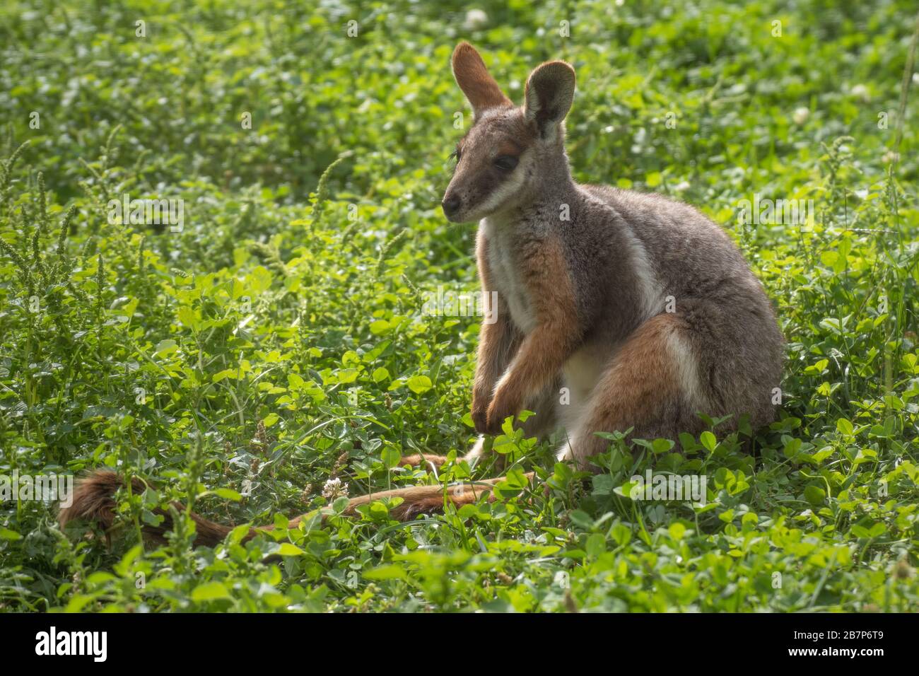 Cute australian wallaby hi-res stock photography and images - Alamy