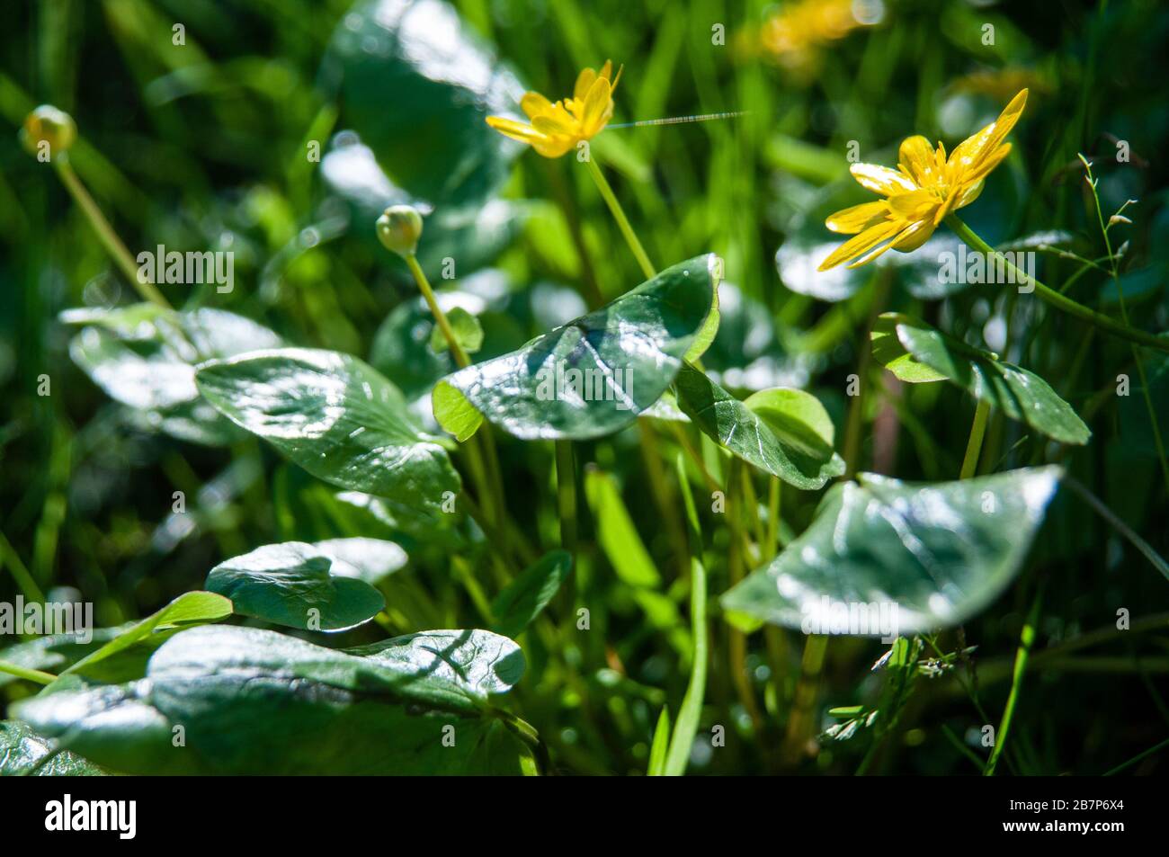 Spring in Tuscany: trees sending out sprouts and wildflowers Stock ...
