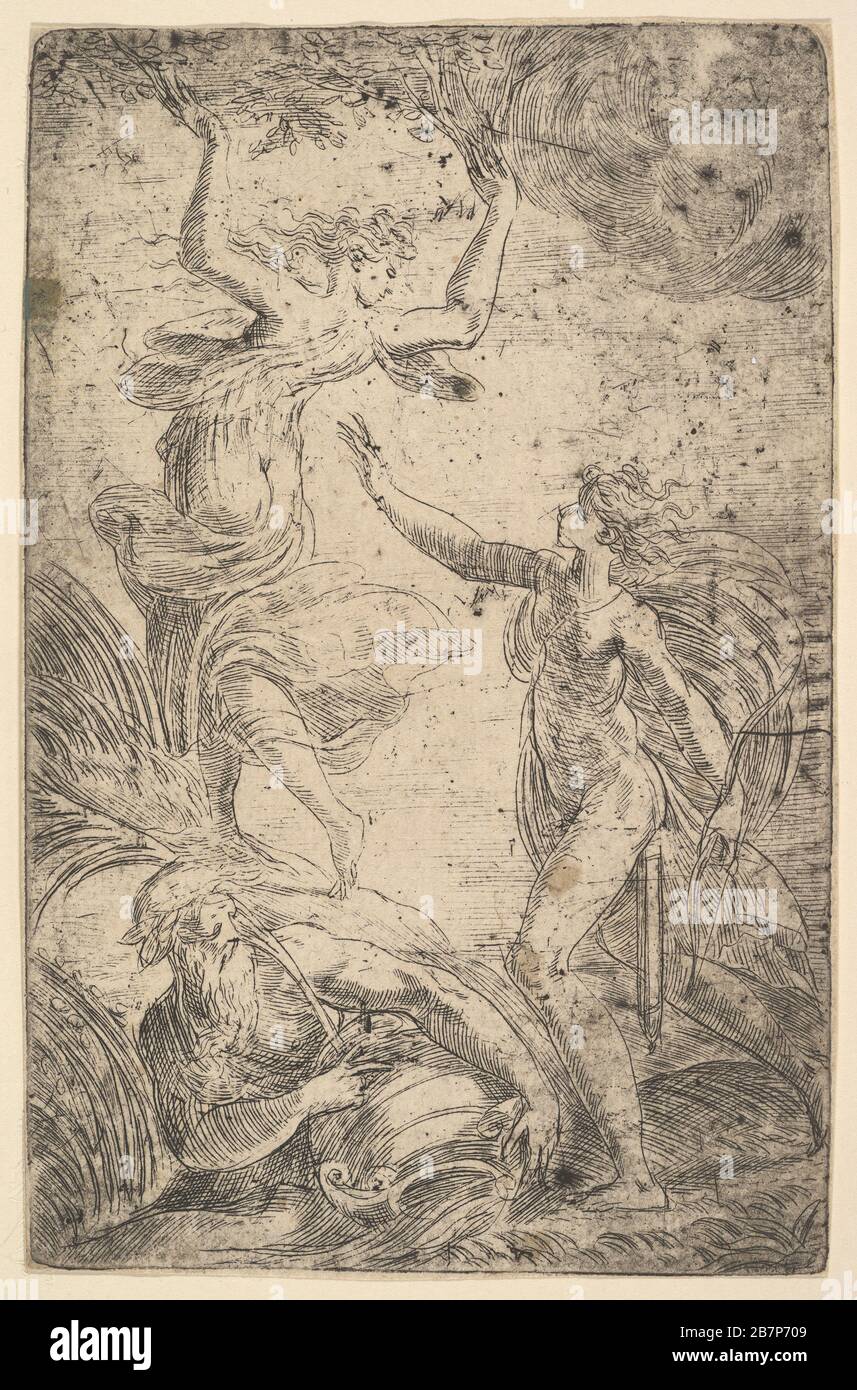 Daphne apollo laurel tree hi-res stock photography and images - Alamy