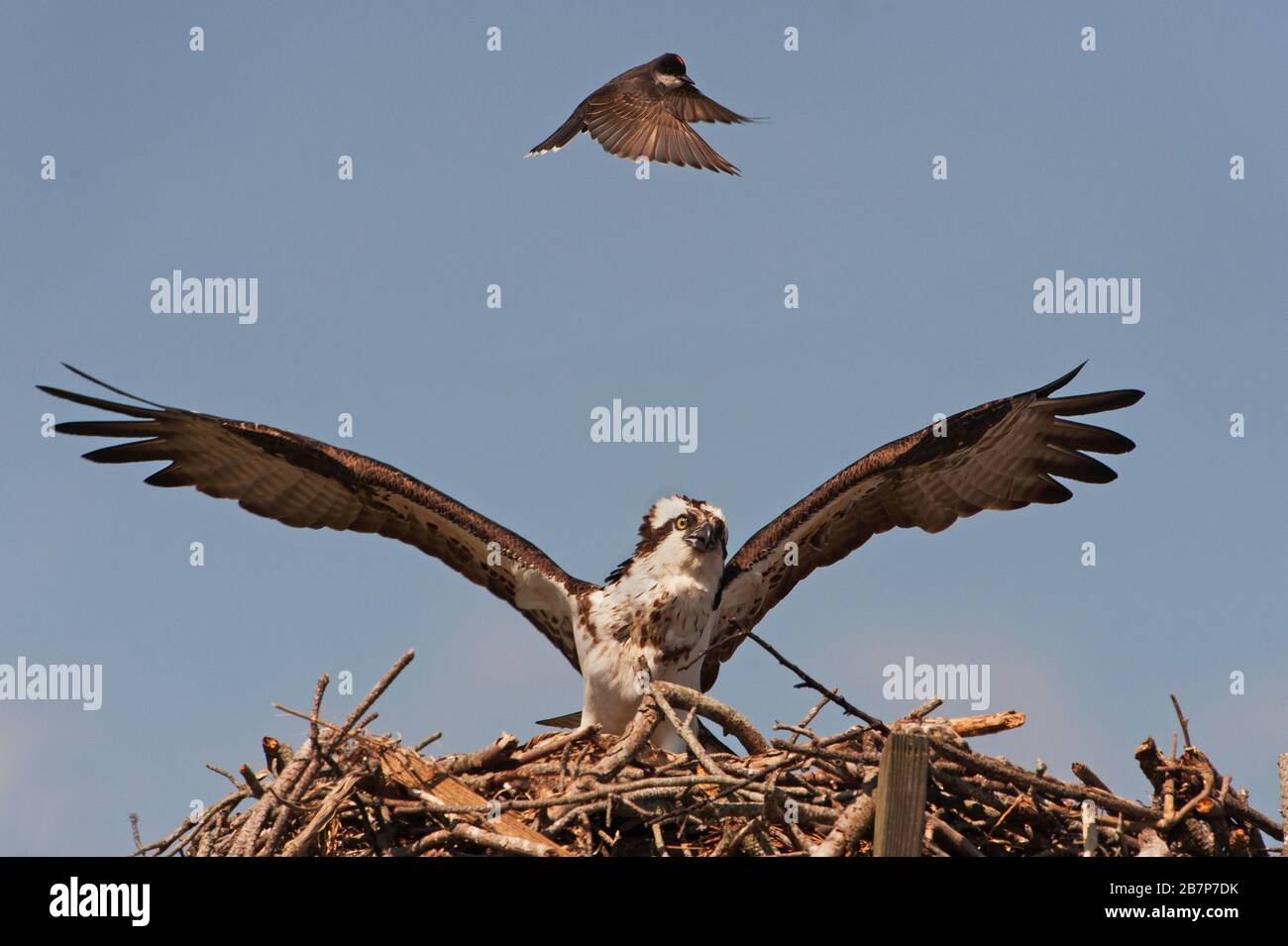 A small eastern kingbird attacking a much larger nesting osprey Stock ...