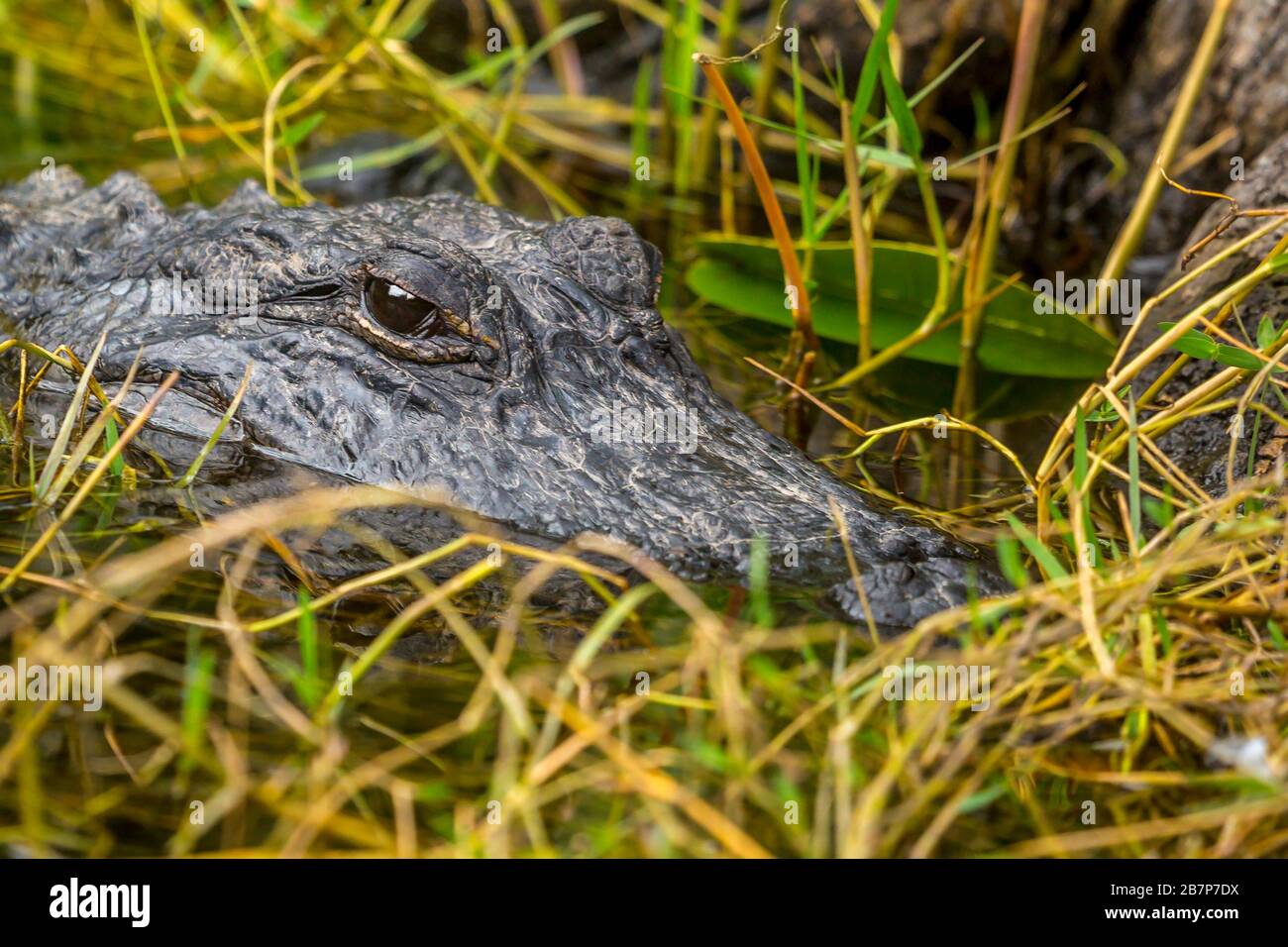Alligator in water hi-res stock photography and images - Alamy