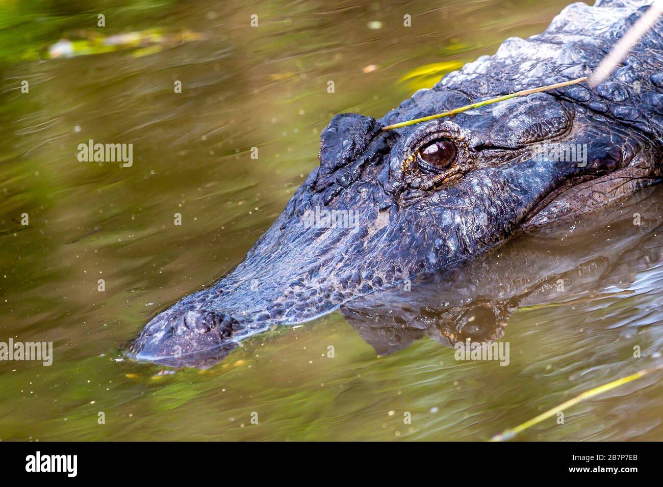 Closeup view of an alligator head Stock Photo - Alamy