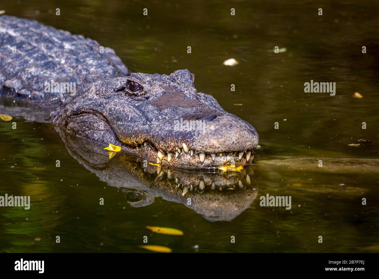 Closeup view of an alligator head Stock Photo - Alamy