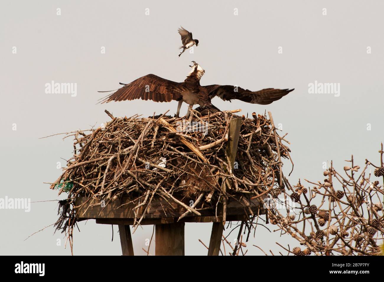 A small eastern kingbird attacking a much larger nesting osprey Stock ...
