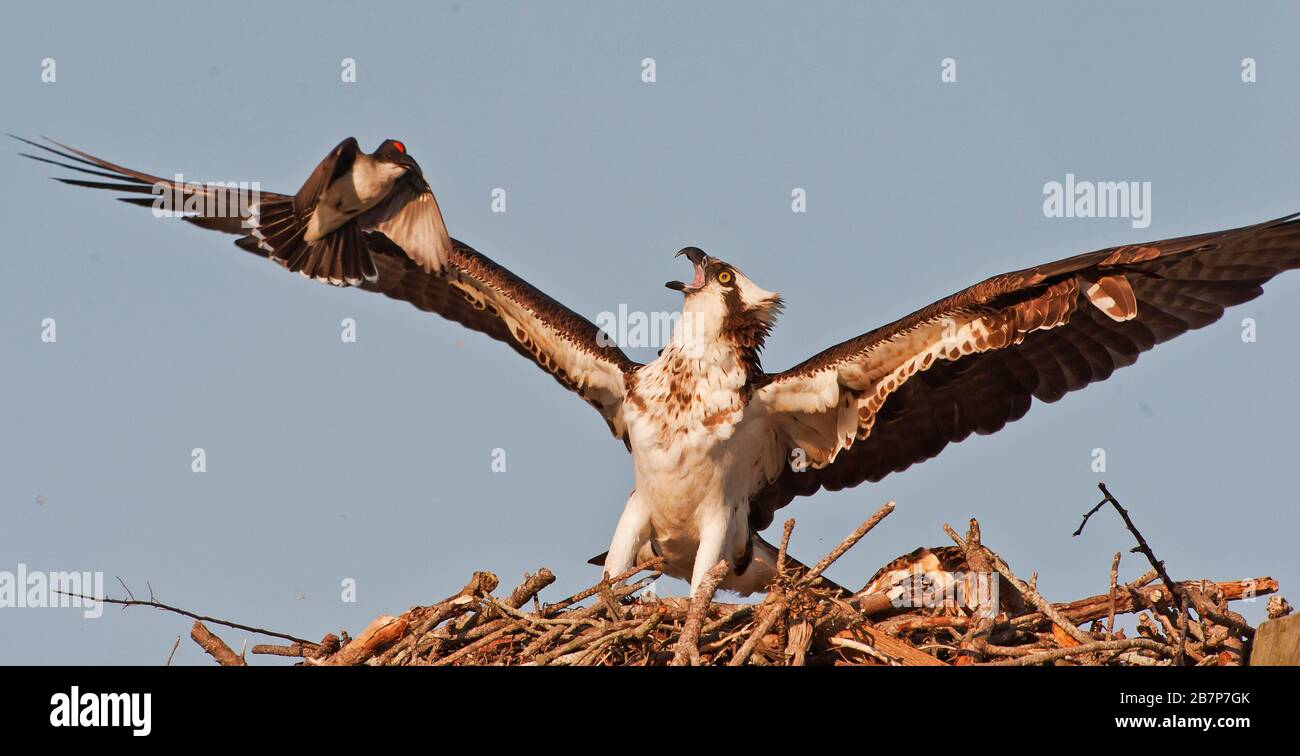 A small eastern kingbird attacking a much larger nesting osprey Stock ...