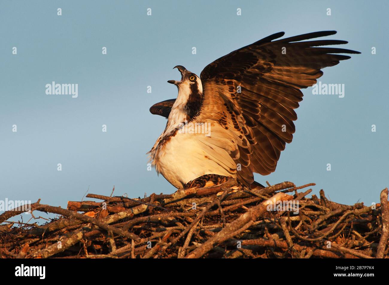 A small eastern kingbird attacking a much larger nesting osprey Stock ...