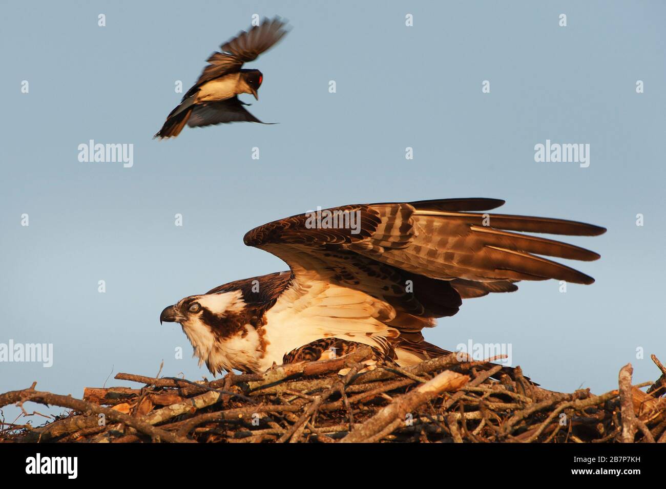 A small eastern kingbird attacking a much larger nesting osprey Stock ...