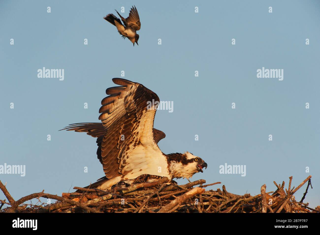 A small eastern kingbird attacking a much larger nesting osprey Stock ...