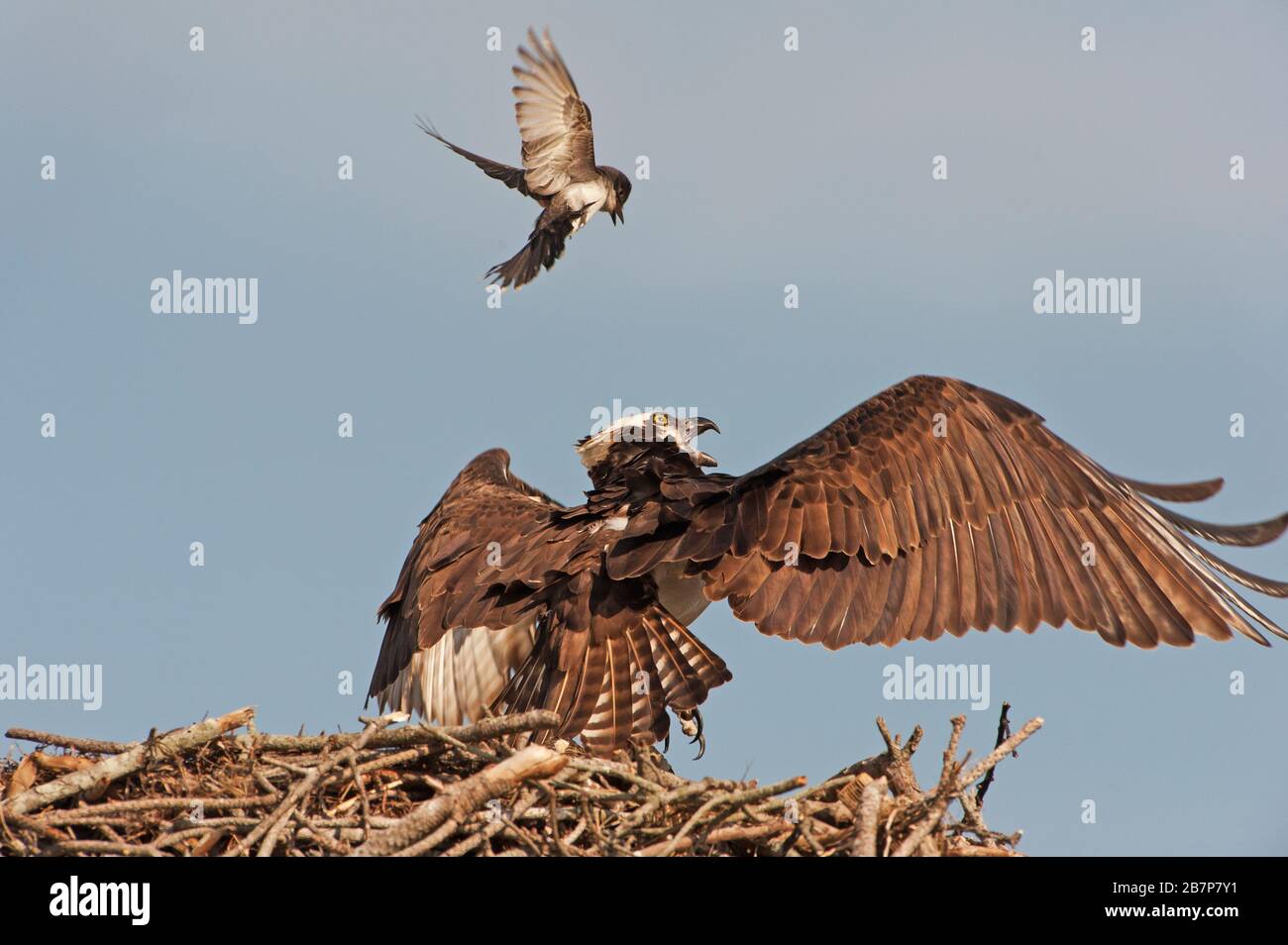 Eastern ospreys hi-res stock photography and images - Alamy