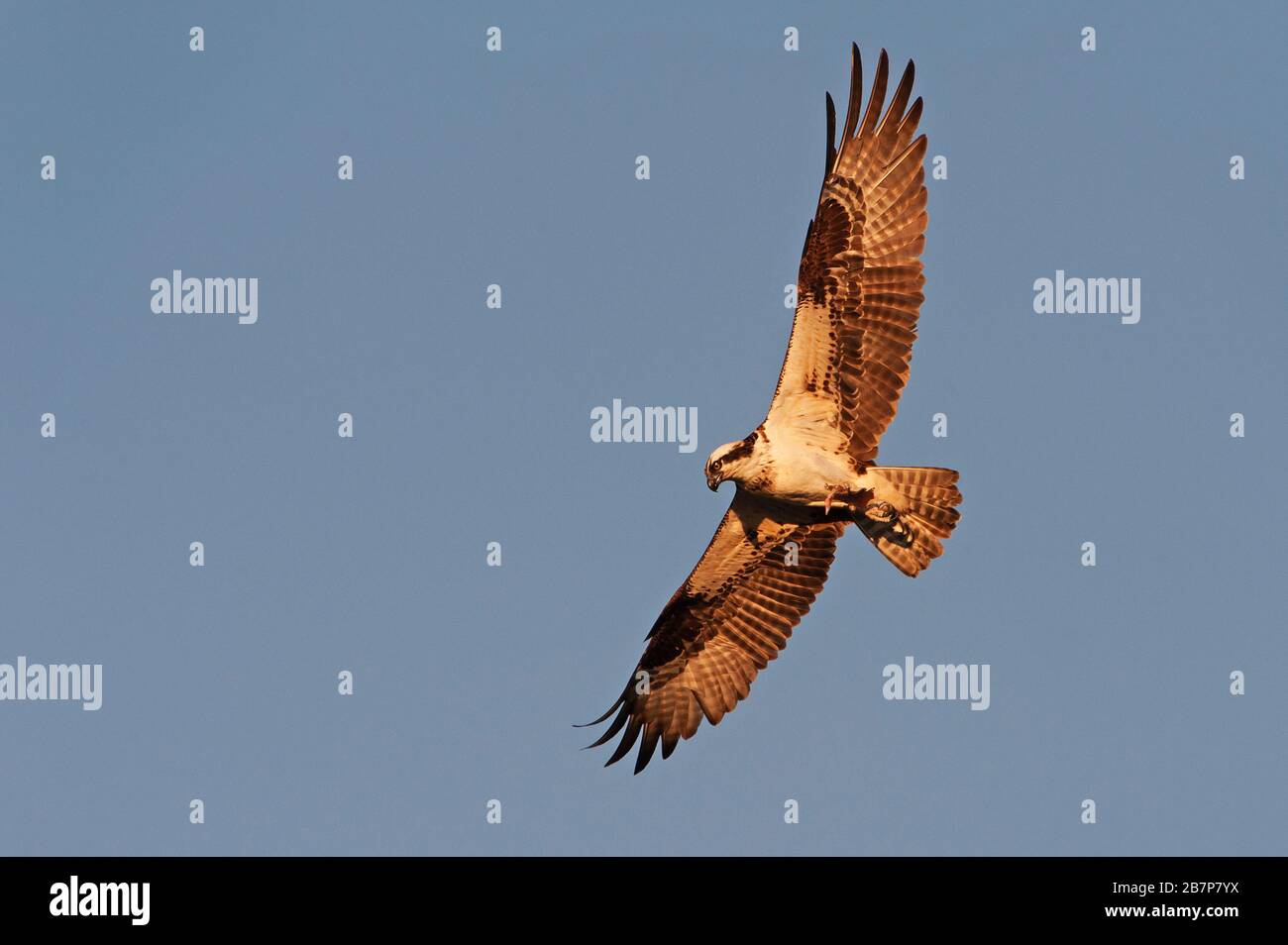 Osprey flight in golden light Stock Photo - Alamy