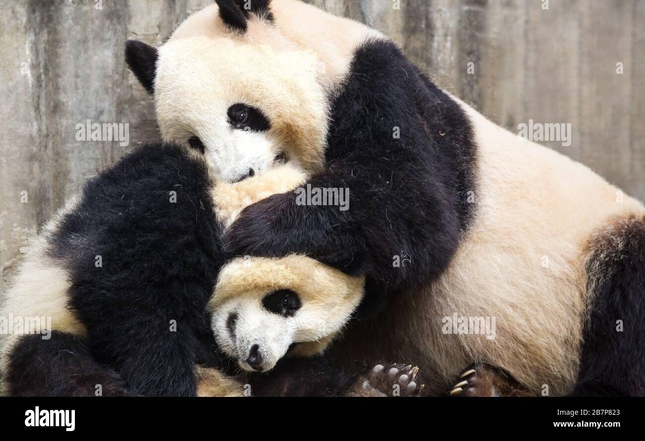 Pandas playing hi-res stock photography and images - Alamy