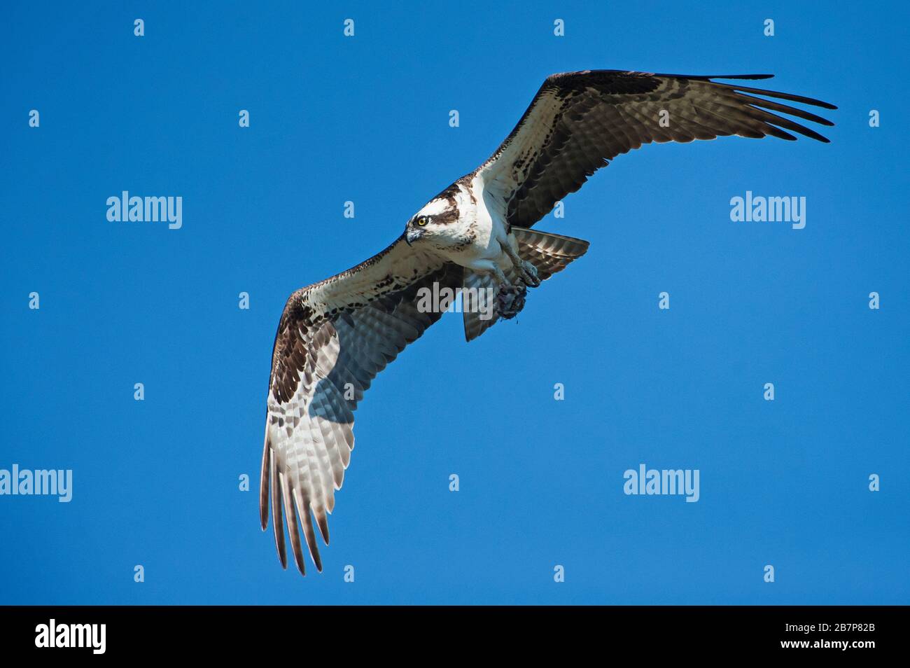 Osprey flight hi-res stock photography and images - Alamy