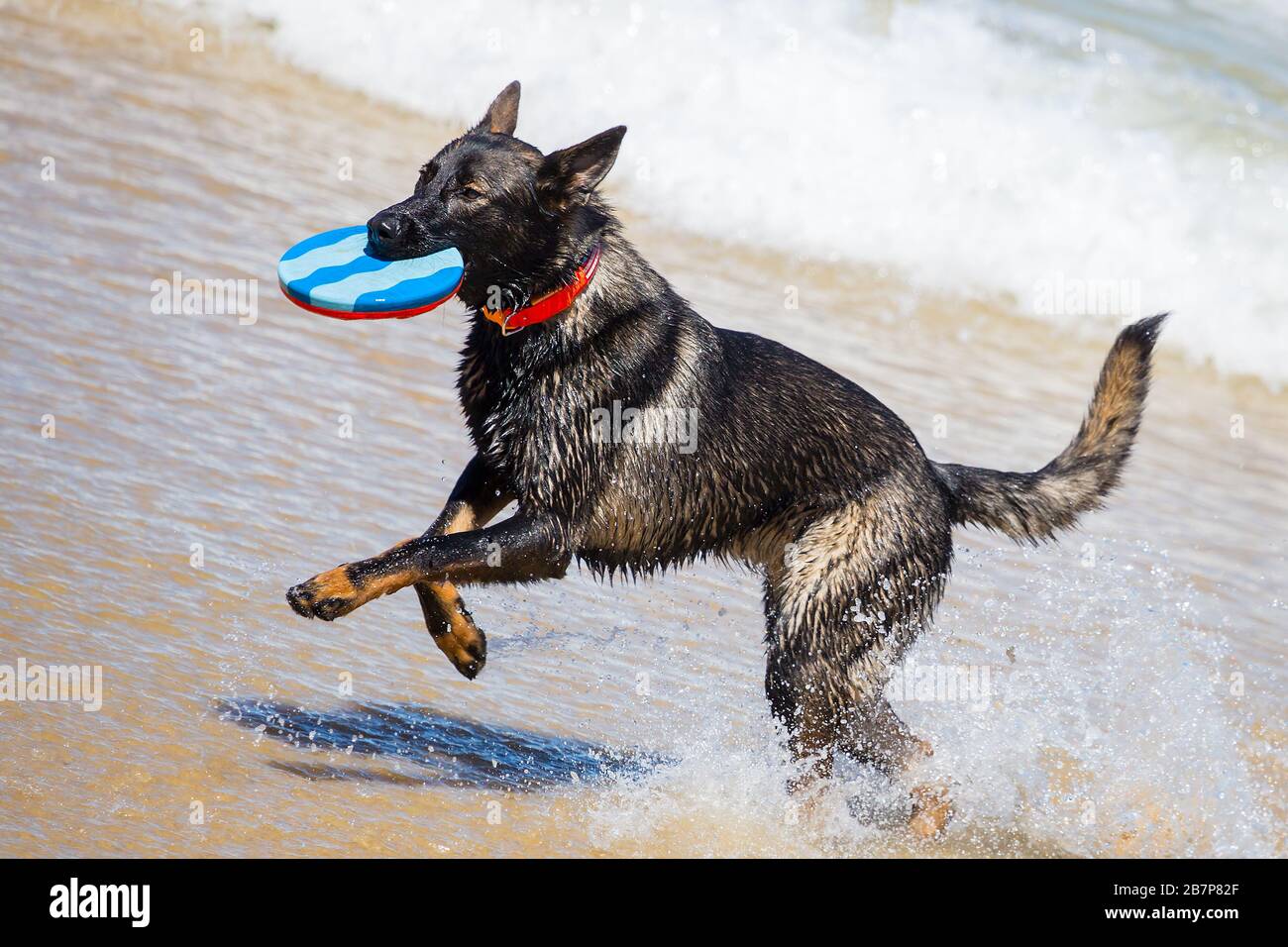Black german shepherd on a beach Stock Photo - Alamy