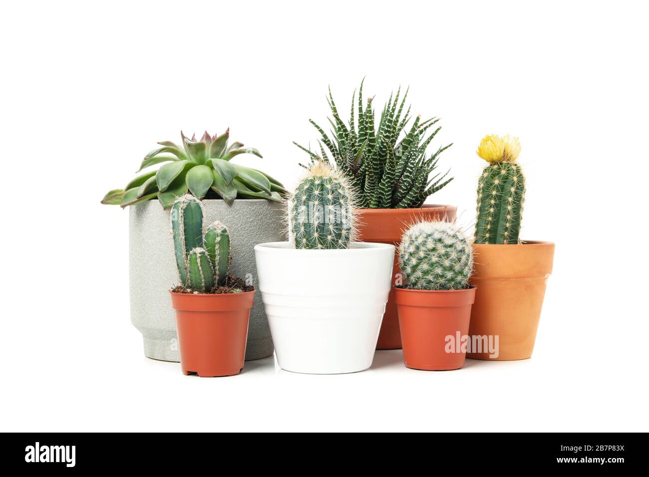Group of succulent plants isolated on white background Stock Photo - Alamy