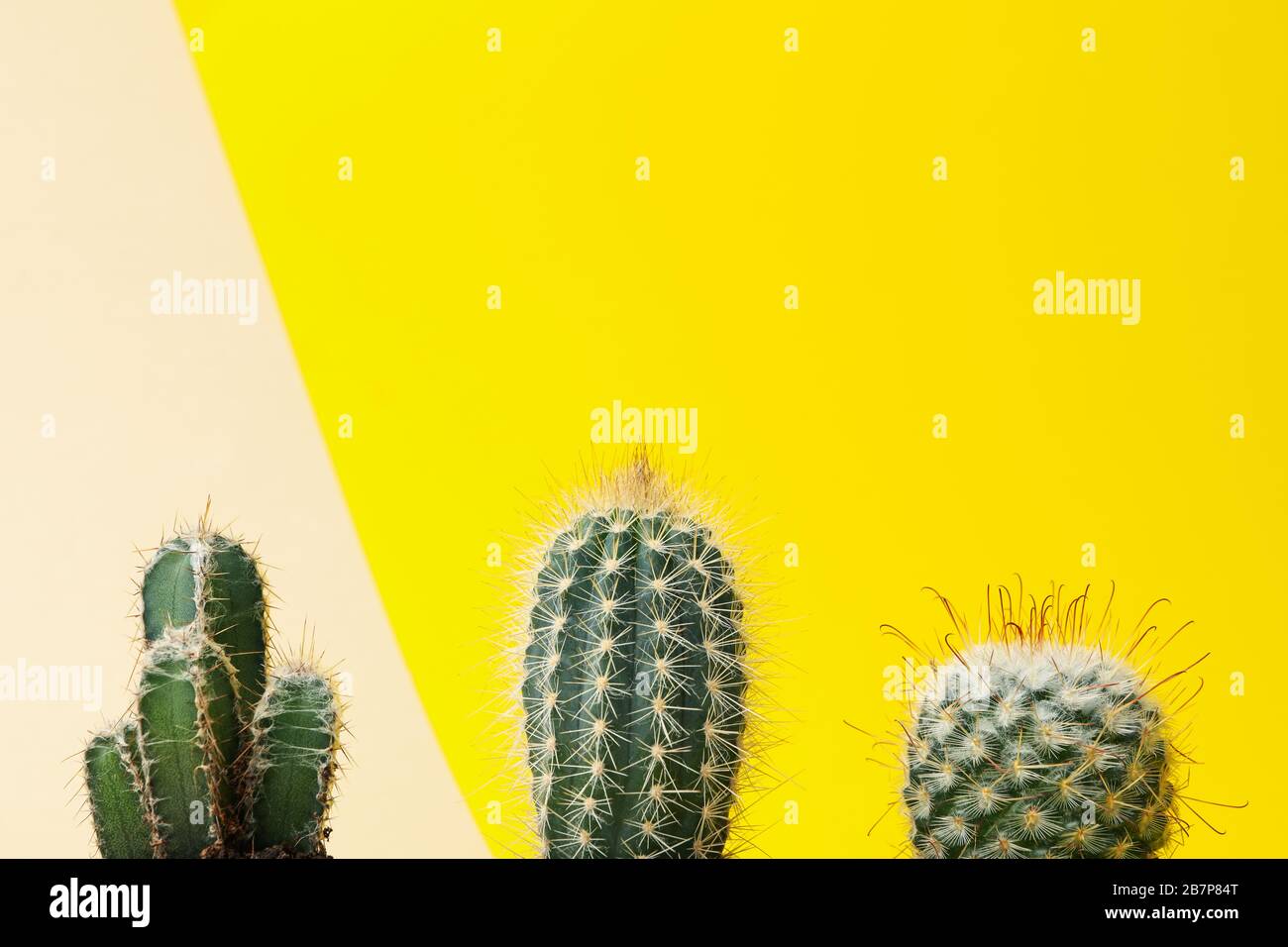 Cacti on two tone background, space for text Stock Photo - Alamy