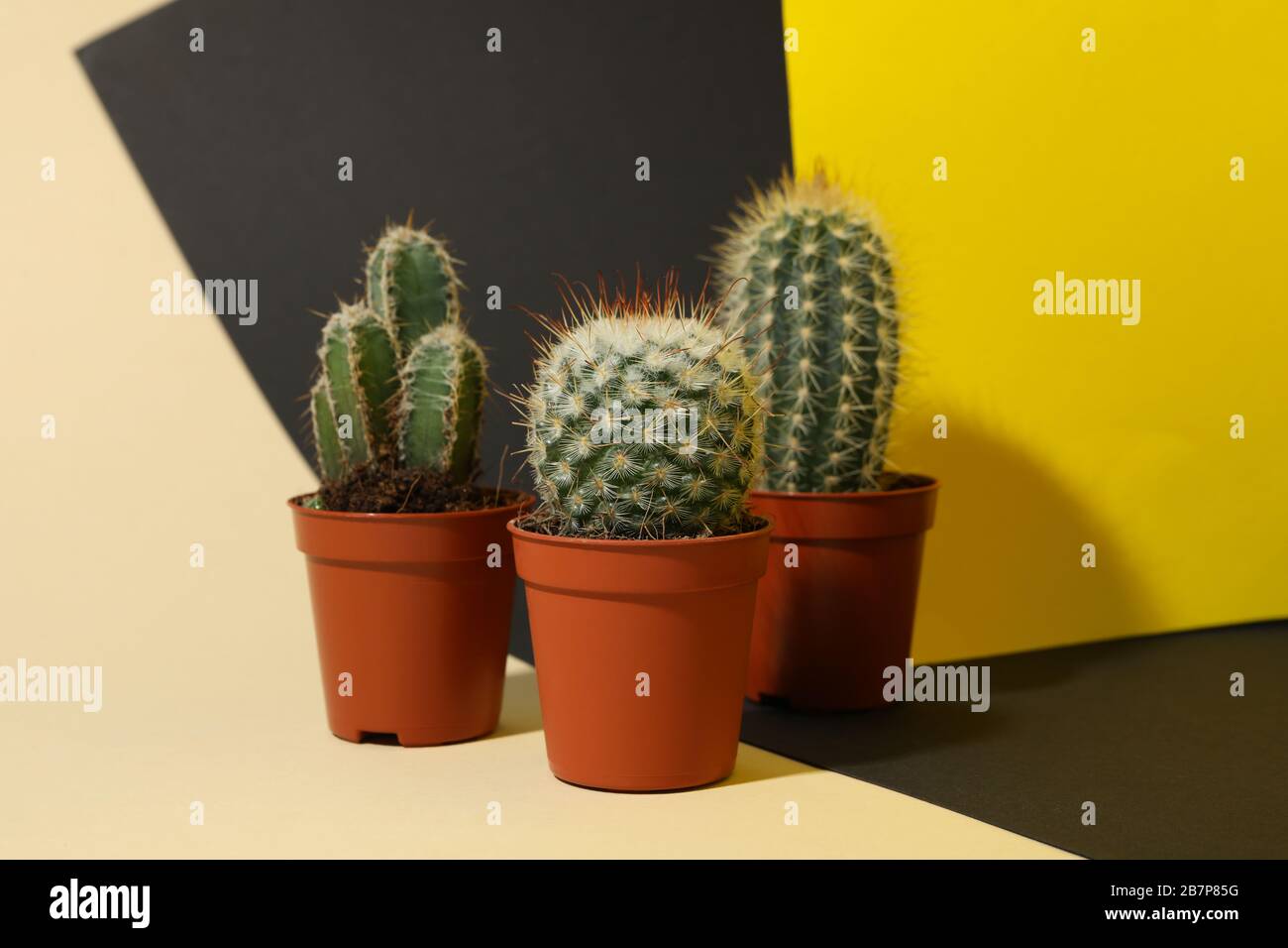 Cacti in pots on three tone background. House plants Stock Photo - Alamy