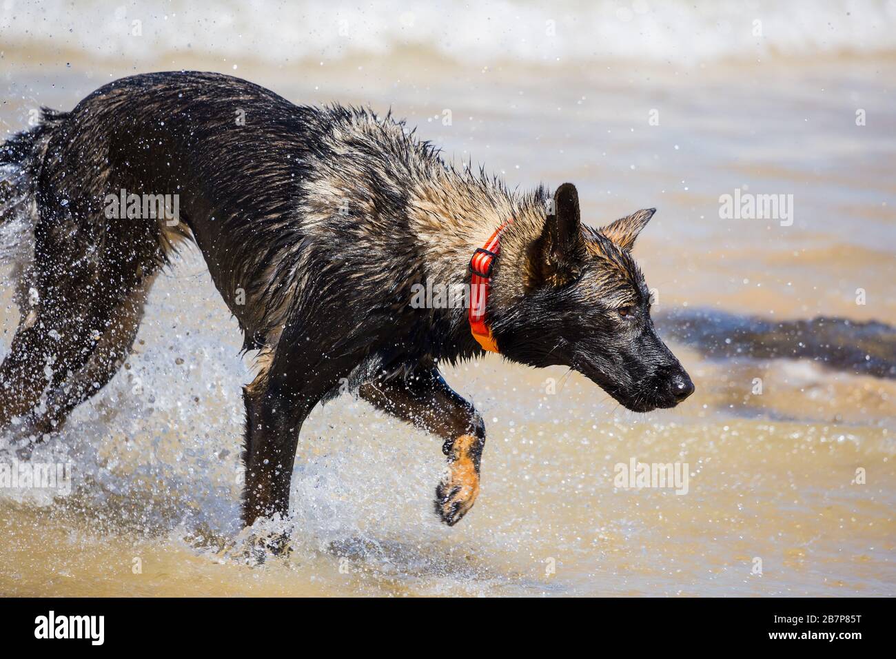 German shepherd on a beach Stock Photo - Alamy