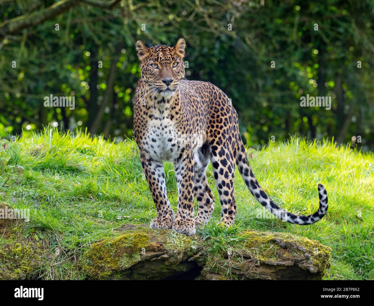 Sri Lankan leopard Panthera pardus kotiya Stock Photo - Alamy