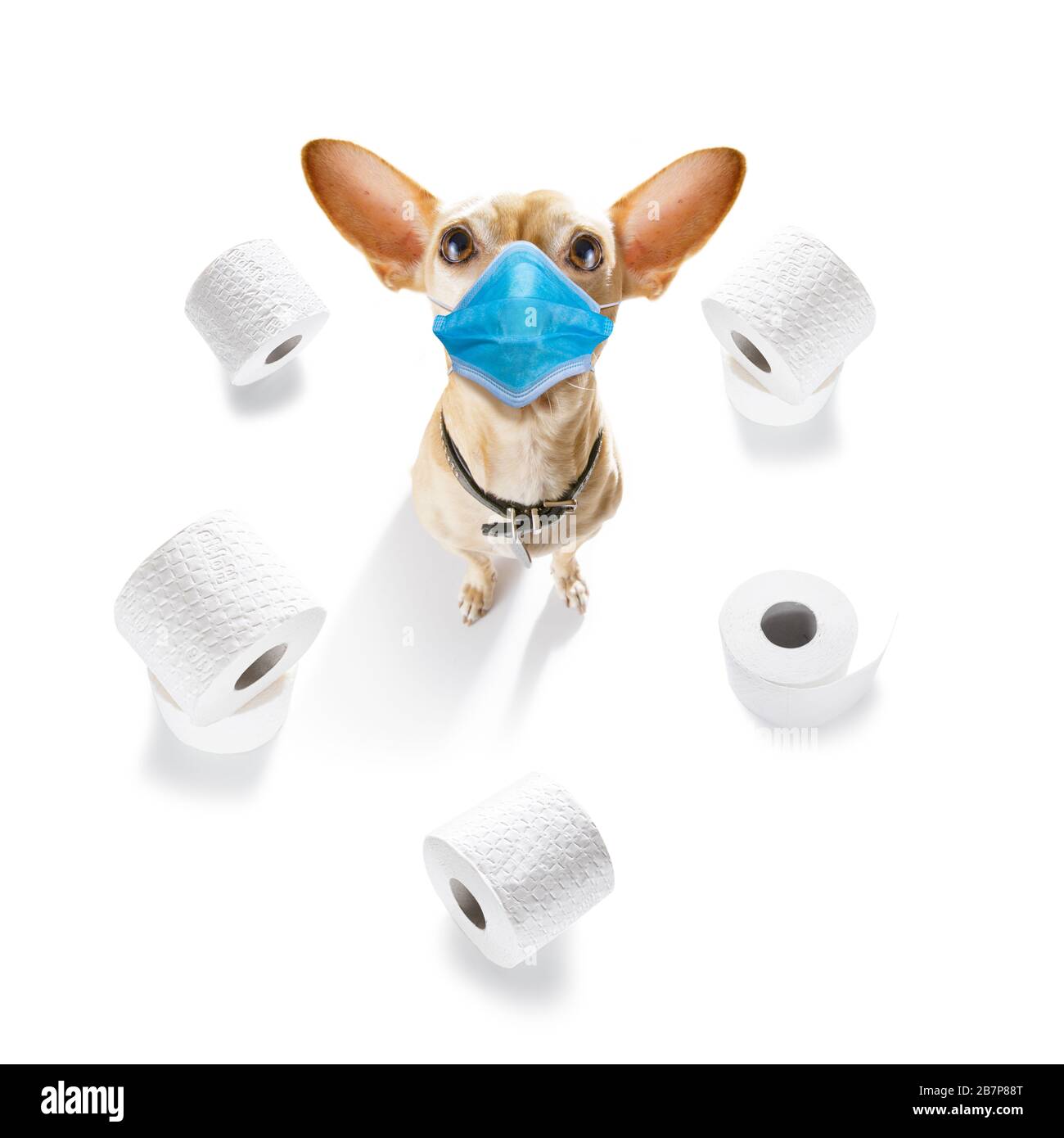 sick and ill chihuahua dog isolated on white background with face mask ...