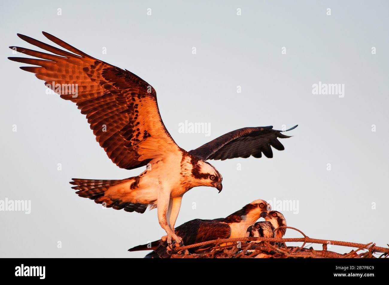 Ospreys hi-res stock photography and images - Alamy