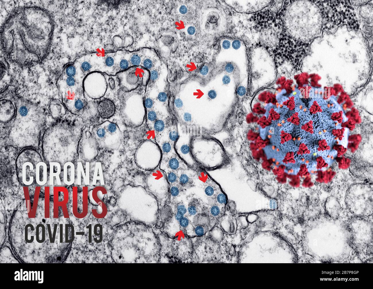 Coronavirus microscope photo Stock Photo - Alamy