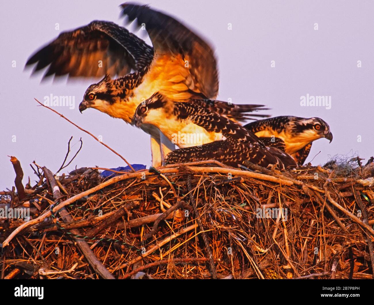 Ospreys at nest in golden light Stock Photo - Alamy